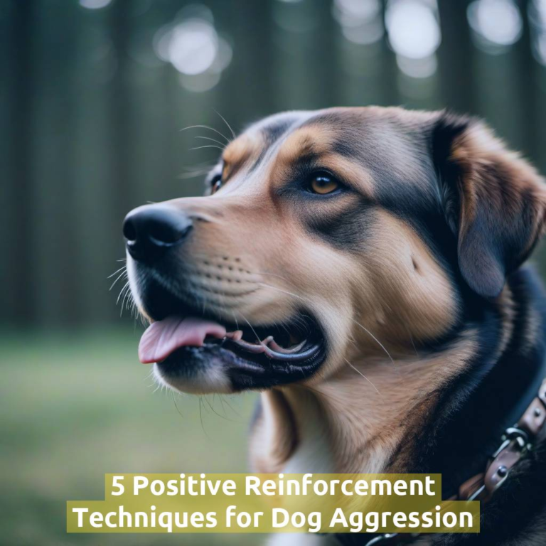 5 Positive Reinforcement Techniques for Dog Aggression - Pet Health Advisor