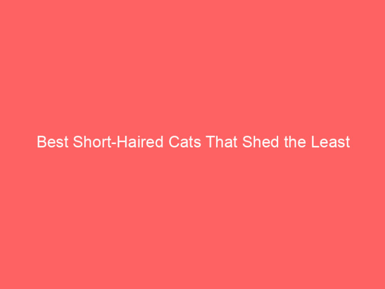 Best Short-Haired Cats That Shed the Least - Pet Health Advisor