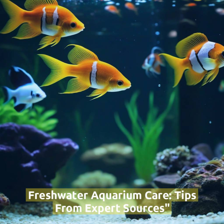 Freshwater Aquarium Care: Tips From Expert Sources" - Pet Health Advisor