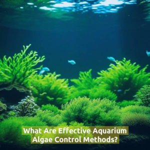 What Are Effective Aquarium Algae Control Methods? - Pet Health Advisor