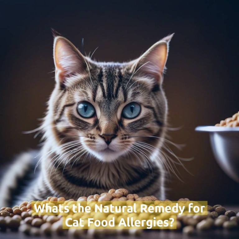 Whats the Natural Remedy for Cat Food Allergies? - Pet Health Advisor