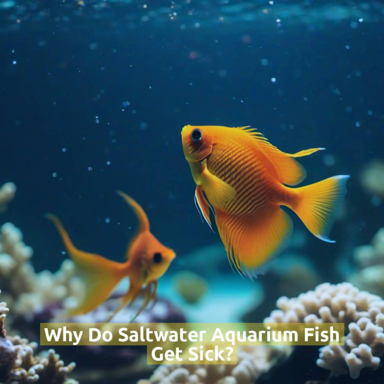 Why Do Saltwater Aquarium Fish Get Sick? - Pet Health Advisor