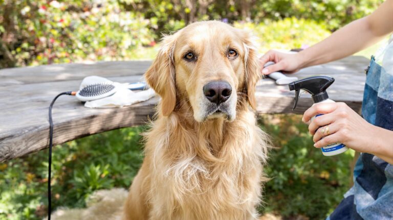 Mastering Matted Fur: A Dog Grooming Guide Quiz - Pet Health Advisor