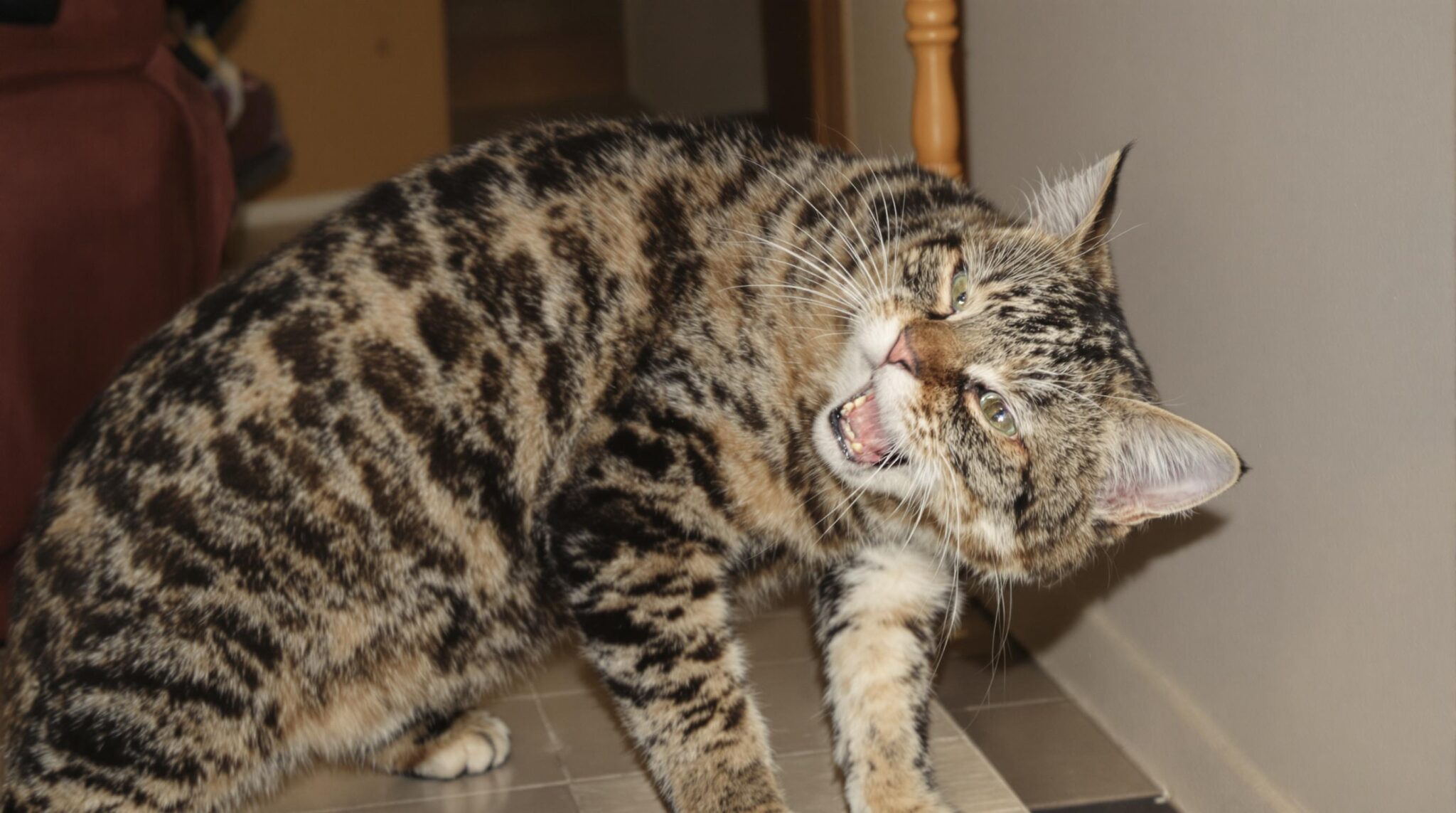 Why Do Cats Display Territorial Behavior? - Pet Health Advisor